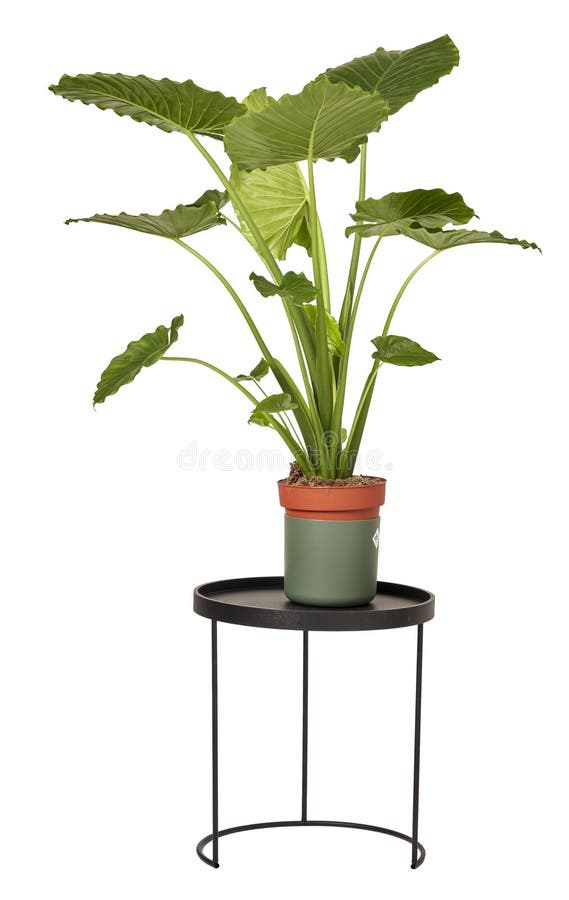 Green plant on small table stock photo. Image of flower - 141041270