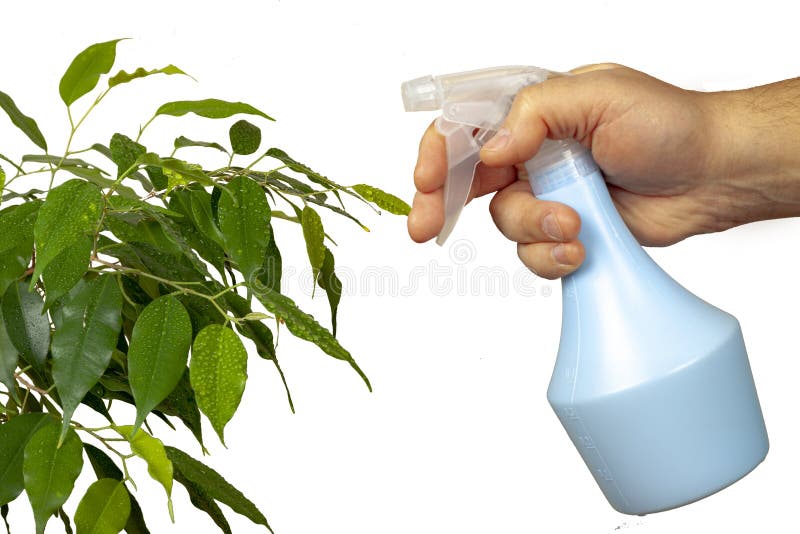 A Green Plant is Sprayed with a Mechanical Spray. Stock Image - Image ...