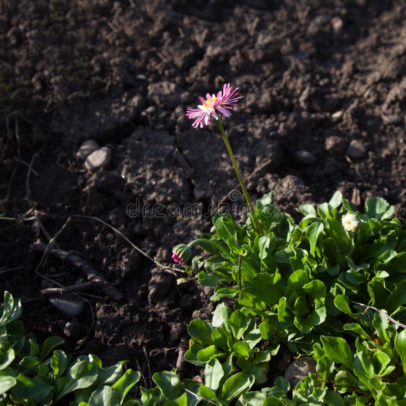 The Green Plant Spreads To the Unoccupied Surface of the Soil Stock ...