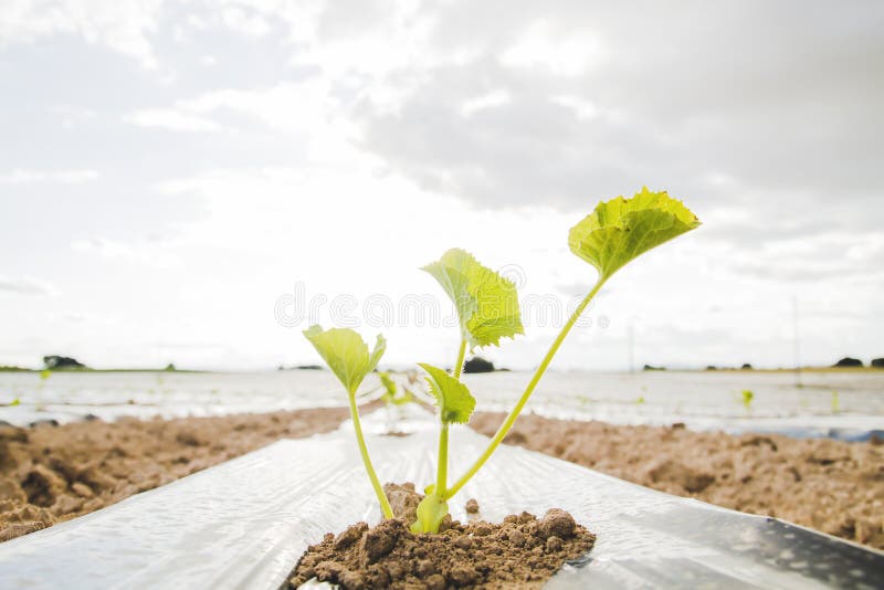 Green Plant Sprout on Plastic Mulch in a Farmland Stock Image - Image ...