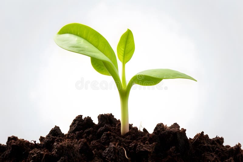 A Green Plant Sprouting from a Rich Soil Stock Image - Image of soil ...