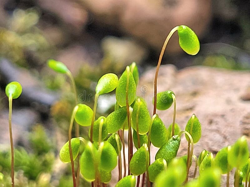 Green Plant Sprouts Close Up in a Pot Stock Photo - Image of nature ...