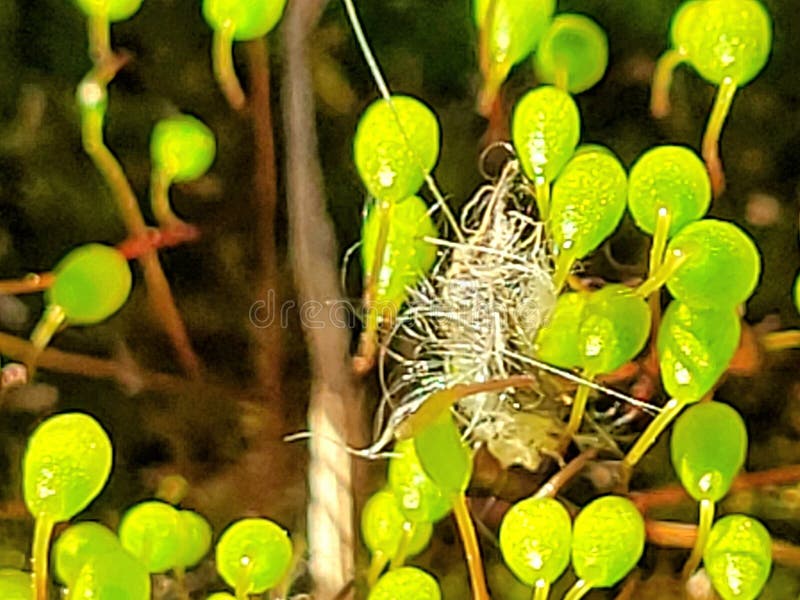 Green Plant Sprouts Close Up in a Pot Stock Image - Image of life ...