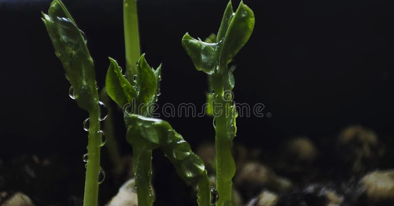 Green Plant Sprouts with Water Drops on the Leaves Stock Image - Image ...