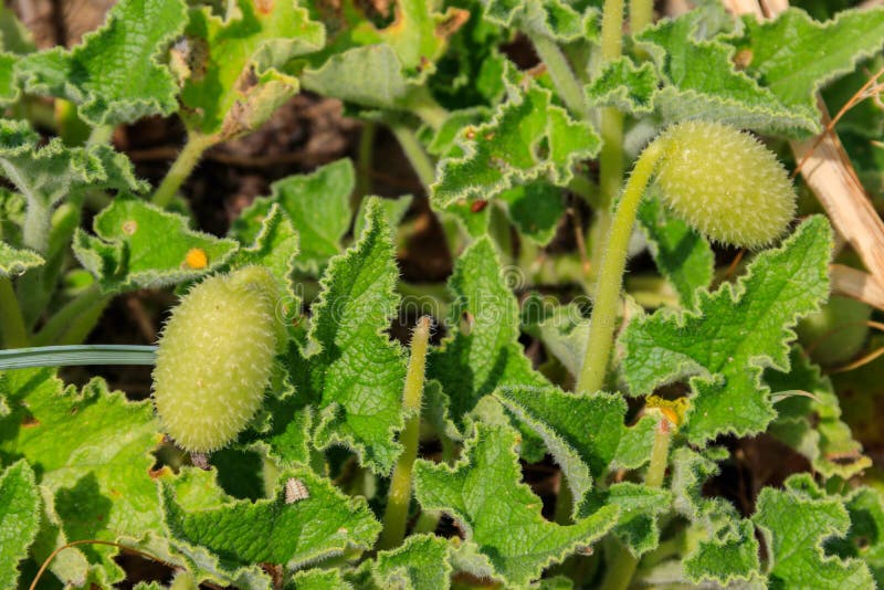 Green Plant of Squirting Cucumber or Exploding Cucumber Ecballium ...
