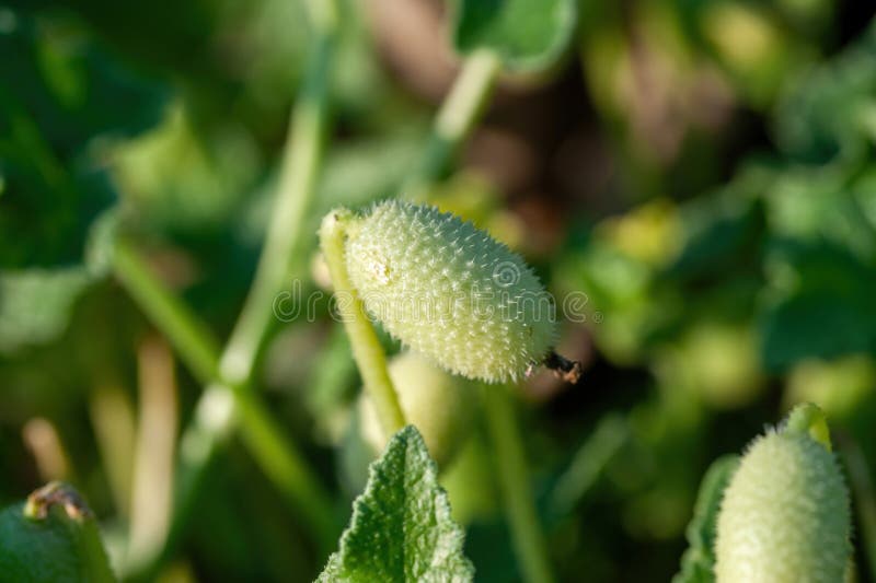 Ecballium Elaterium or Squirting Cucumber Stock Image - Image of ...