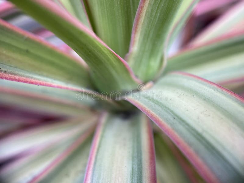 Green Plant Stem with Pink Tips Stock Photo - Image of texture, green ...