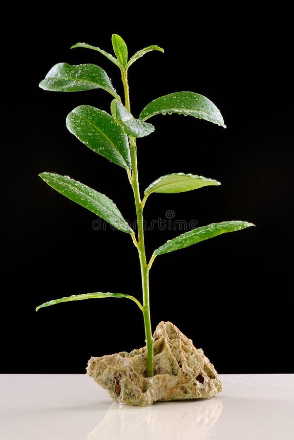 Green Plant in a Stone Pot with Drops on a Black Background Stock Image ...