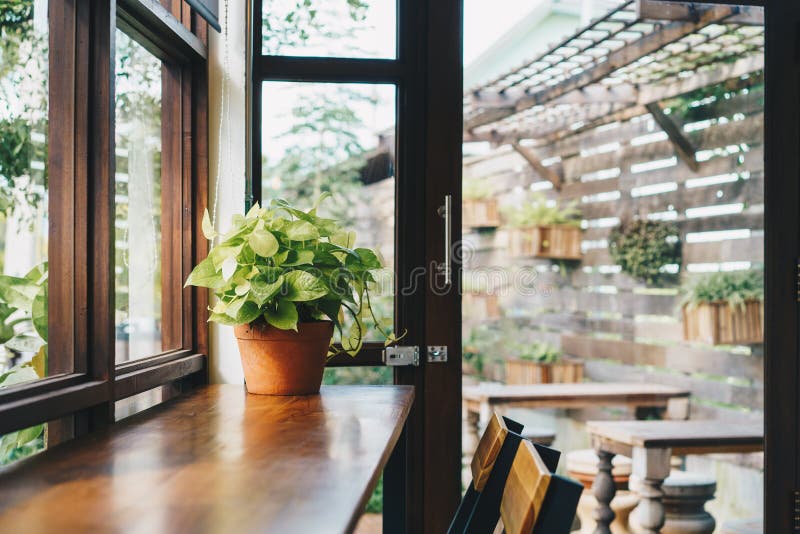 Green Plant on Table,Coffee Shop Concept,Daylight from Window. Stock ...