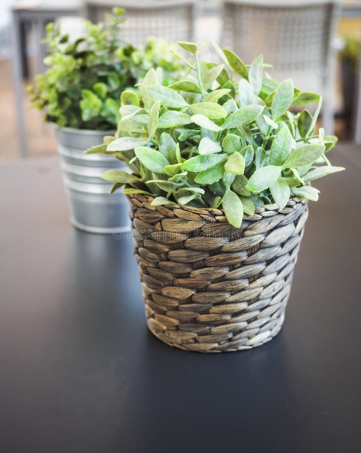 Green Plant on Table Home Interior Decoration Stock Image - Image of ...