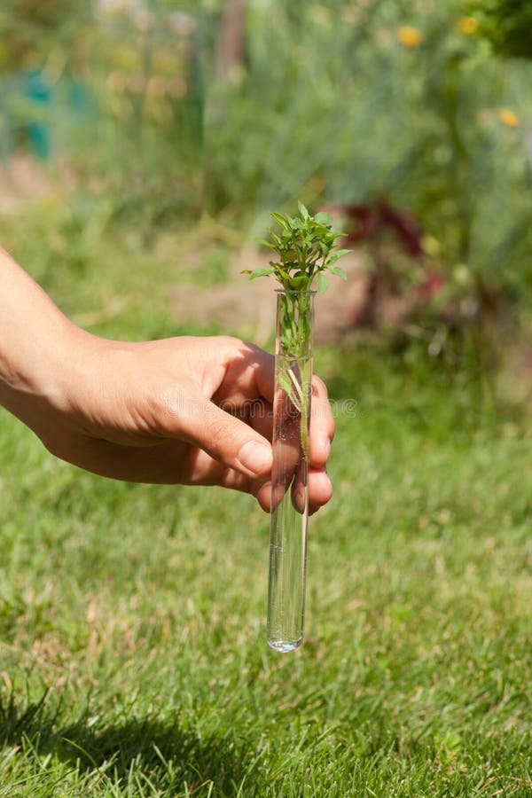 Green plant in test tube stock photo. Image of laboratory - 33461220
