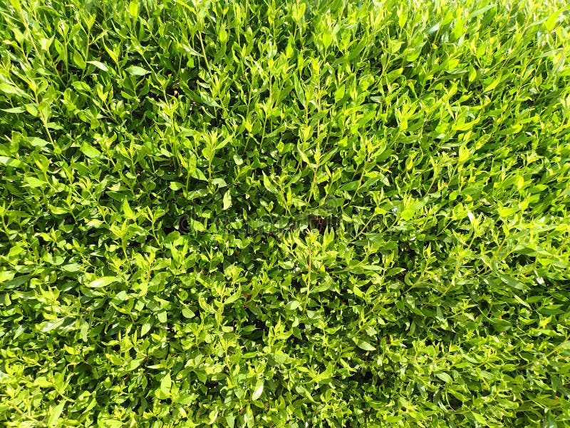 Green plant texture stock image. Image of fresh, abstract - 141884811