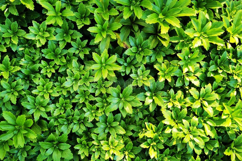 Green plant texture stock image. Image of fence, spring - 199014863