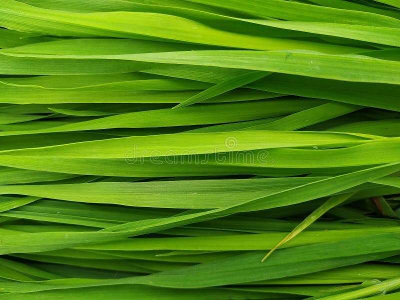 Green plant texture stock photo. Image of marbleized - 169642172