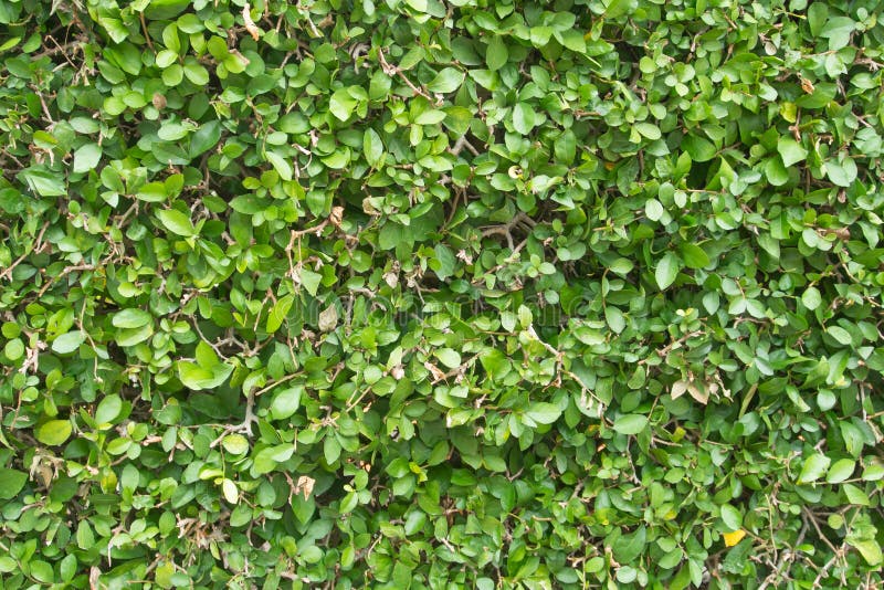 Green plant stock image. Image of landscape, organic - 43357511