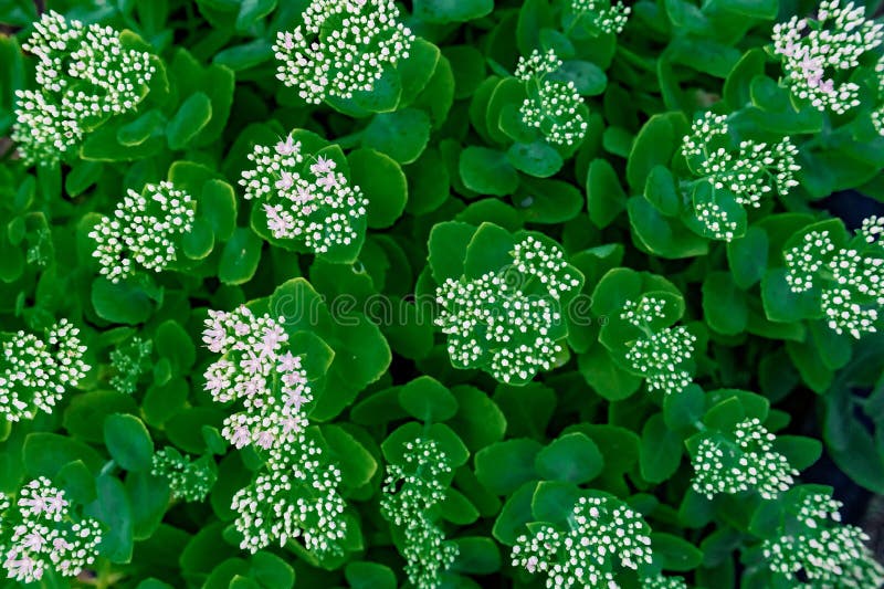 Green Plant Texture Background - Top Down View Stock Photo - Image of outdoor, berries: 254701422