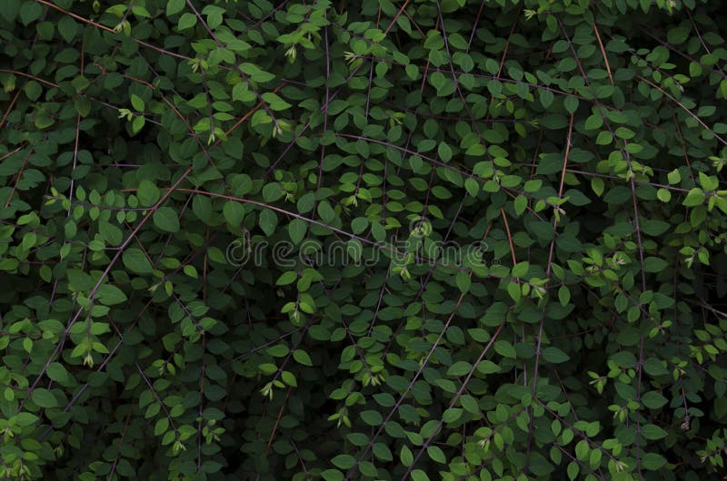 Green plant texture stock photo. Image of beauty, greenery - 125987860
