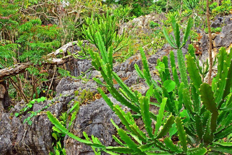 Green plant thorny cactus stock image. Image of travel - 193421339