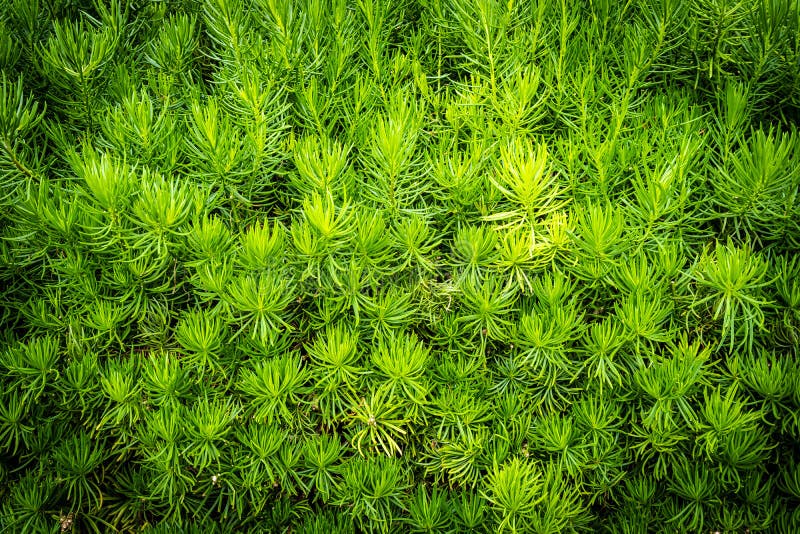 Green Plant Tree and Leaf Textures and Surface Stock Photo - Image of ...