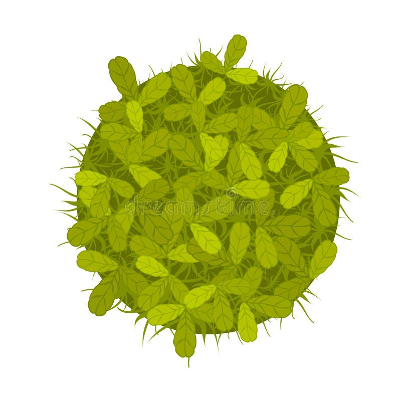 A Green Plant or Tree, Top View. Vector Illustration, Isolated on White ...