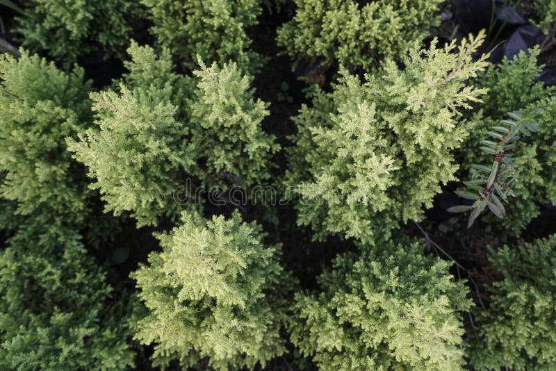 Green Plant or Trees from Top View, Selective Focusing, Top View of ...