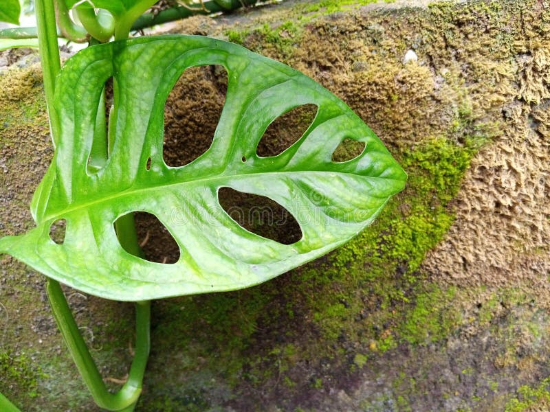 Green Plant with Unique Leaf Texture in a Garden. Stock Photo - Image ...