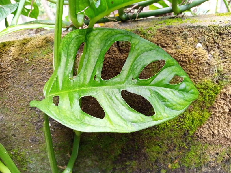 Green Plant with Unique Leaf Texture in a Garden. Stock Photo - Image ...