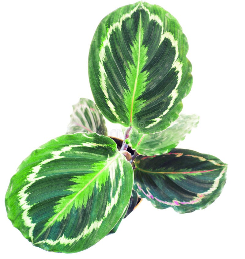 Green Plant, View from Above Stock Image - Image of succulent, plant ...