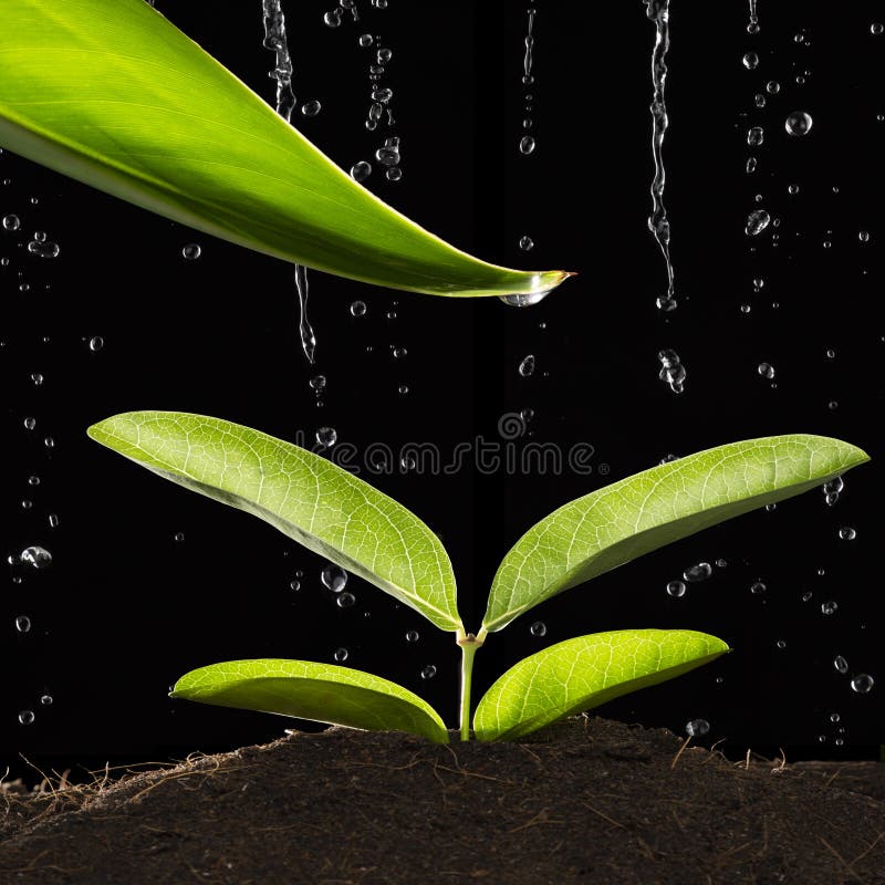Green Plant with Water Drop Stock Photo - Image of acorn, environmental ...