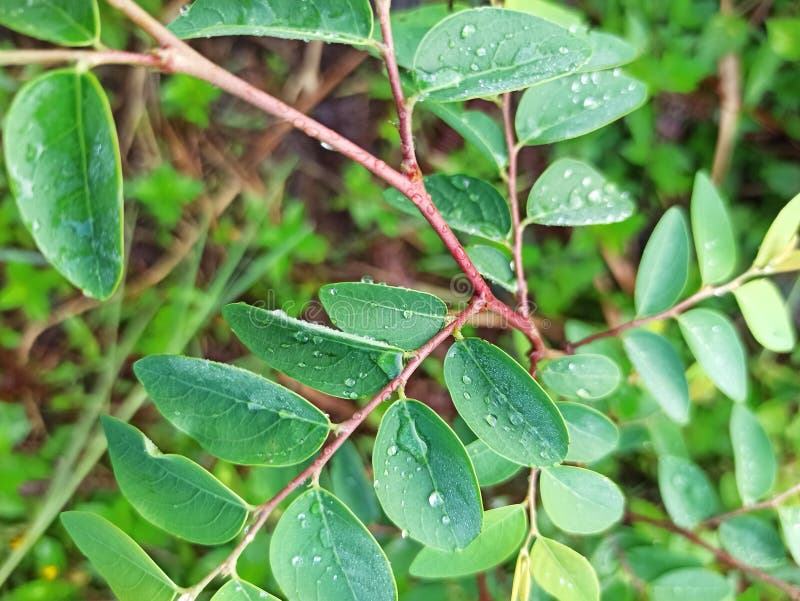 Green Plant with Water Haze Stock Image - Image of leaf, branch: 207694945