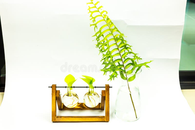 Green Plant in the Water Pot on White Background Stock Image - Image of ...