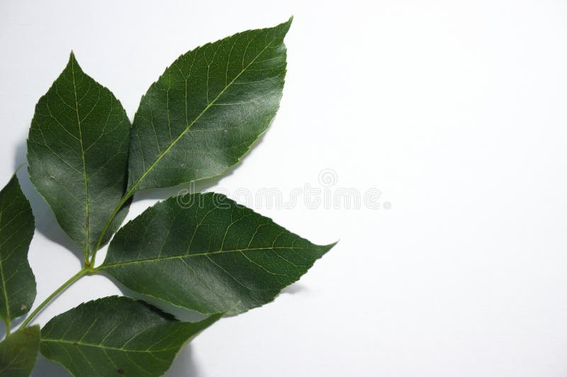 Green Plant on a White Background Stock Photo - Image of botany, white ...