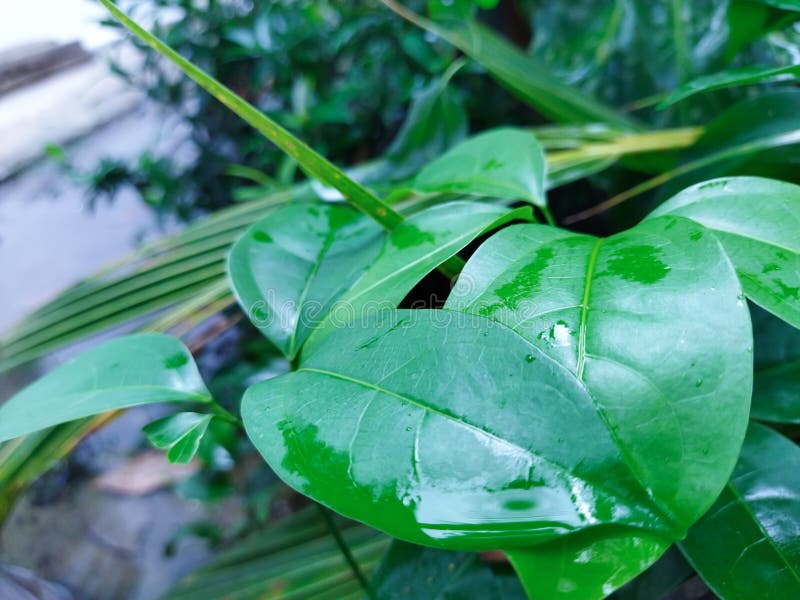 Wide Leaves of Tropical Plants Background. Green Plant Texture Stock ...