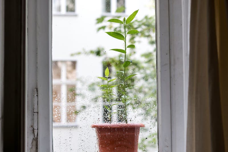 Green Plant on a Window with Rain Drops Stock Image - Image of colorful ...