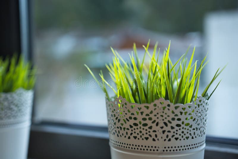 Green Plant in a Windows stock image. Image of window - 135827011