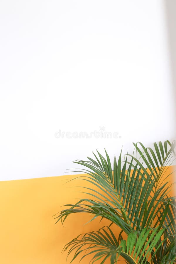 Green Plant Yellow Plain Background Stock Image - Image of decorative ...