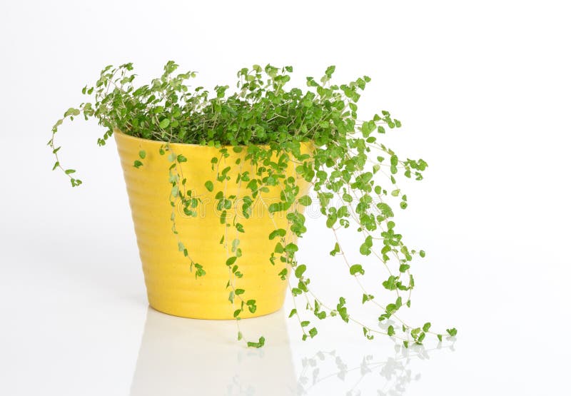 Green plant in yellow pot stock image. Image of home - 31174577