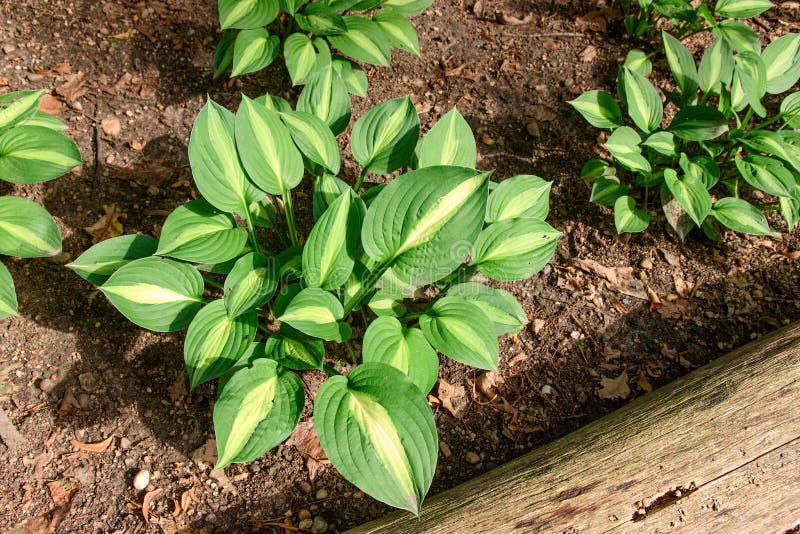 Hosta striptease stock photo. Image of plant, stripe - 227211338