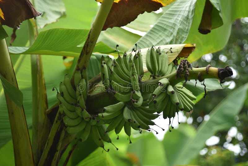 Green Plantain Tree in the Garden Stock Image - Image of garden, banana ...