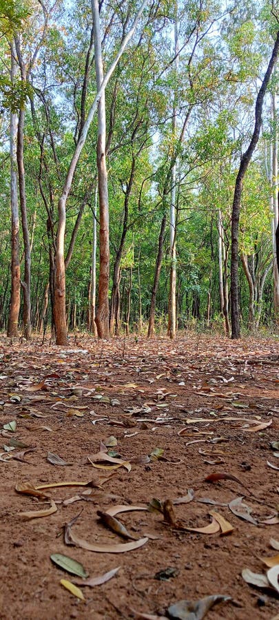 Green plantation area stock image. Image of trunk, plantation - 245210443