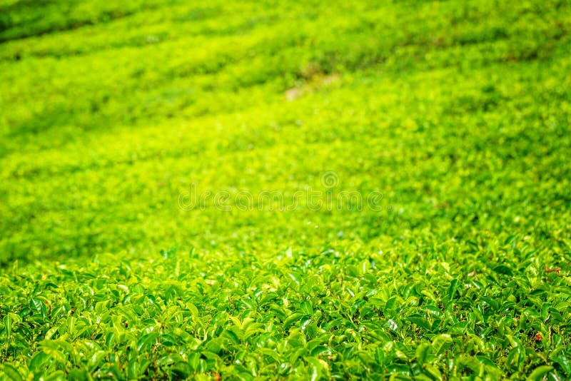 Green Plantation of Ceylon Tea. Stock Image - Image of field, farmland ...