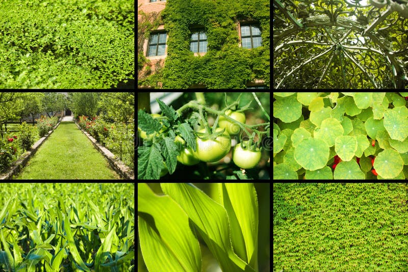 Green plants - collage stock image. Image of source, plant - 27894979