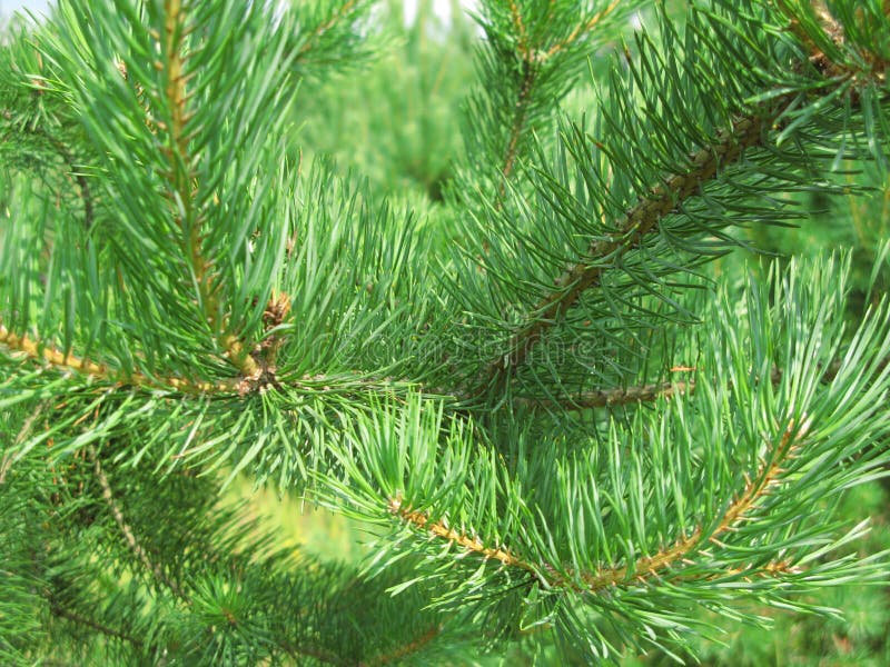 Green plants stock photo. Image of flowers, lilac, yellow - 5970172