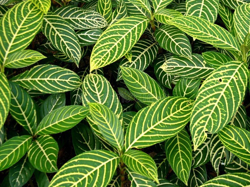 Green Plants Picture. Image: 9094851