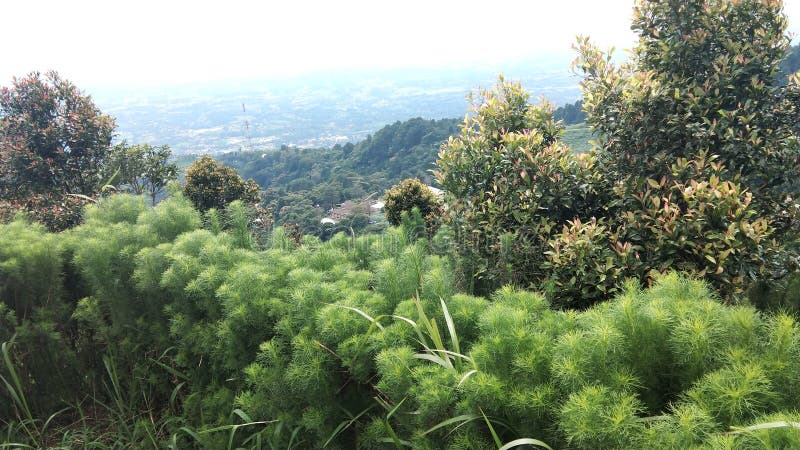 Green Plants Around the Hil Stock Photo - Image of hijau, trees: 362117076