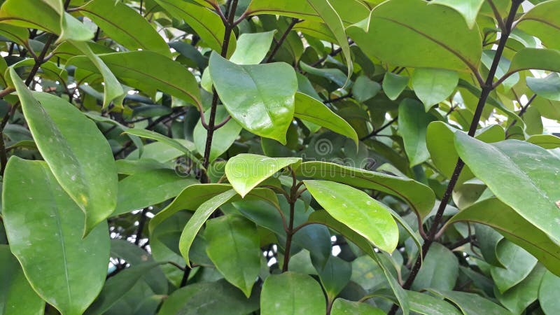 Green Plants Background Wallpaper Side View Stock Image - Image of ...