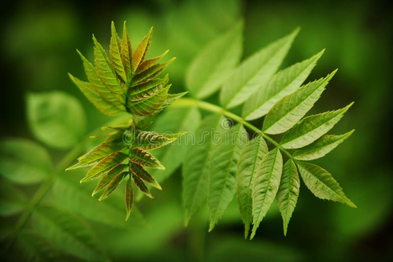 Plants with sharp leaves stock photo. Image of pattern - 32522360