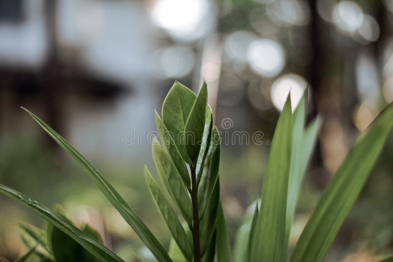 Green Plants on Blur Background Stock Image - Image of environment ...