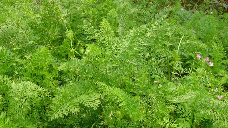 Green Plants, the Breath of Spring Stock Photo - Image of cute, freshly ...