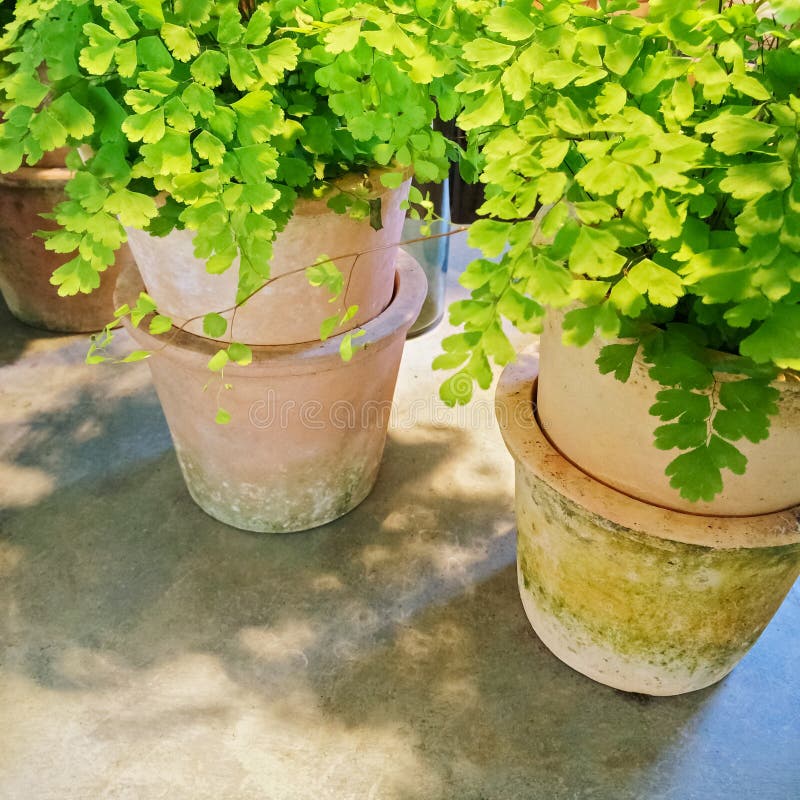 Green Plants in Clay Pots Under Sunlight Stock Photo - Image of ceramic ...